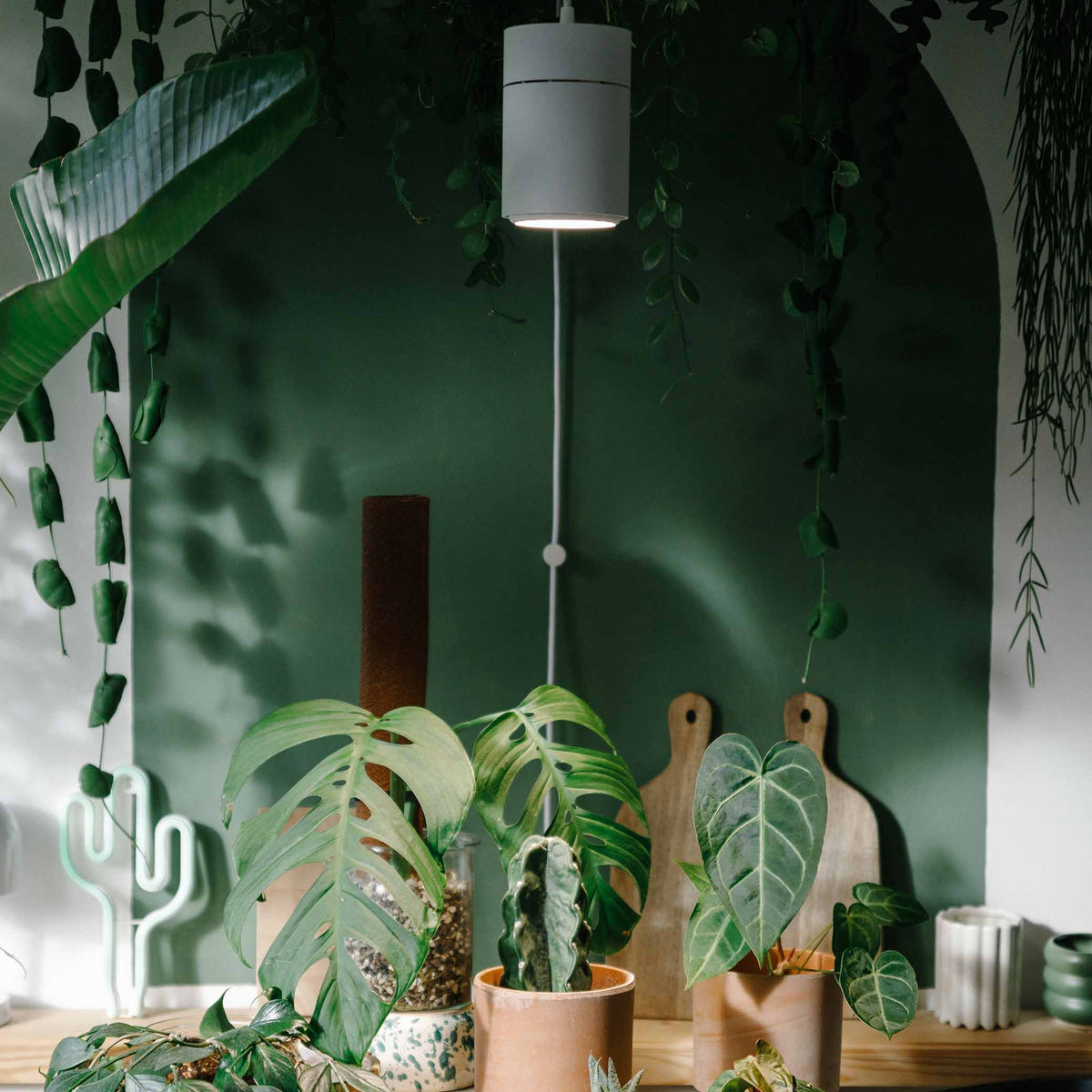 How Close Should You Keep Your Claria Grow Light to Your Plants? – Grow ...