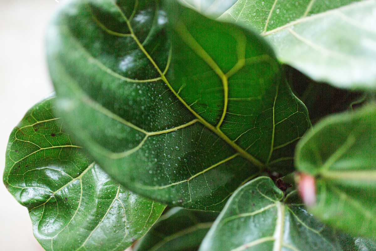 Fiddle Leaf Fig Light Requirements: The Ultimate Guide – Grow Gang