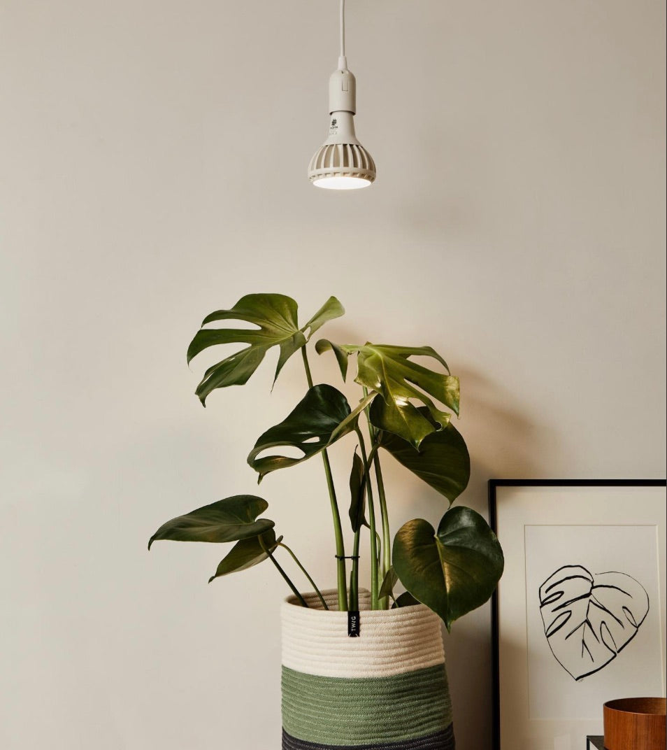 How Close Should You Keep Your Pianta Grow Light to Your Plants? – Grow ...