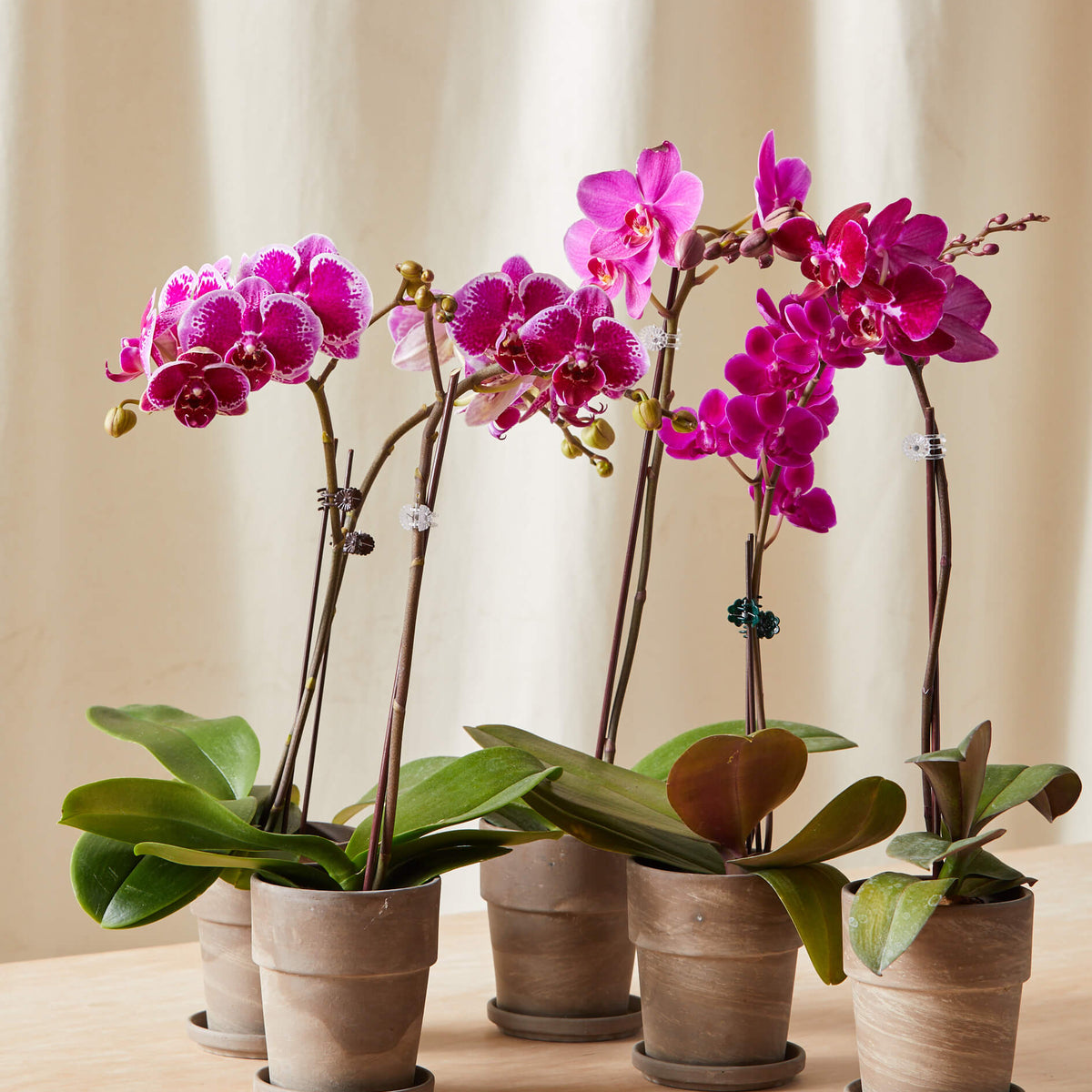 How to Use the Pianta Grow Light in Small Apartments or Tight Corners ...