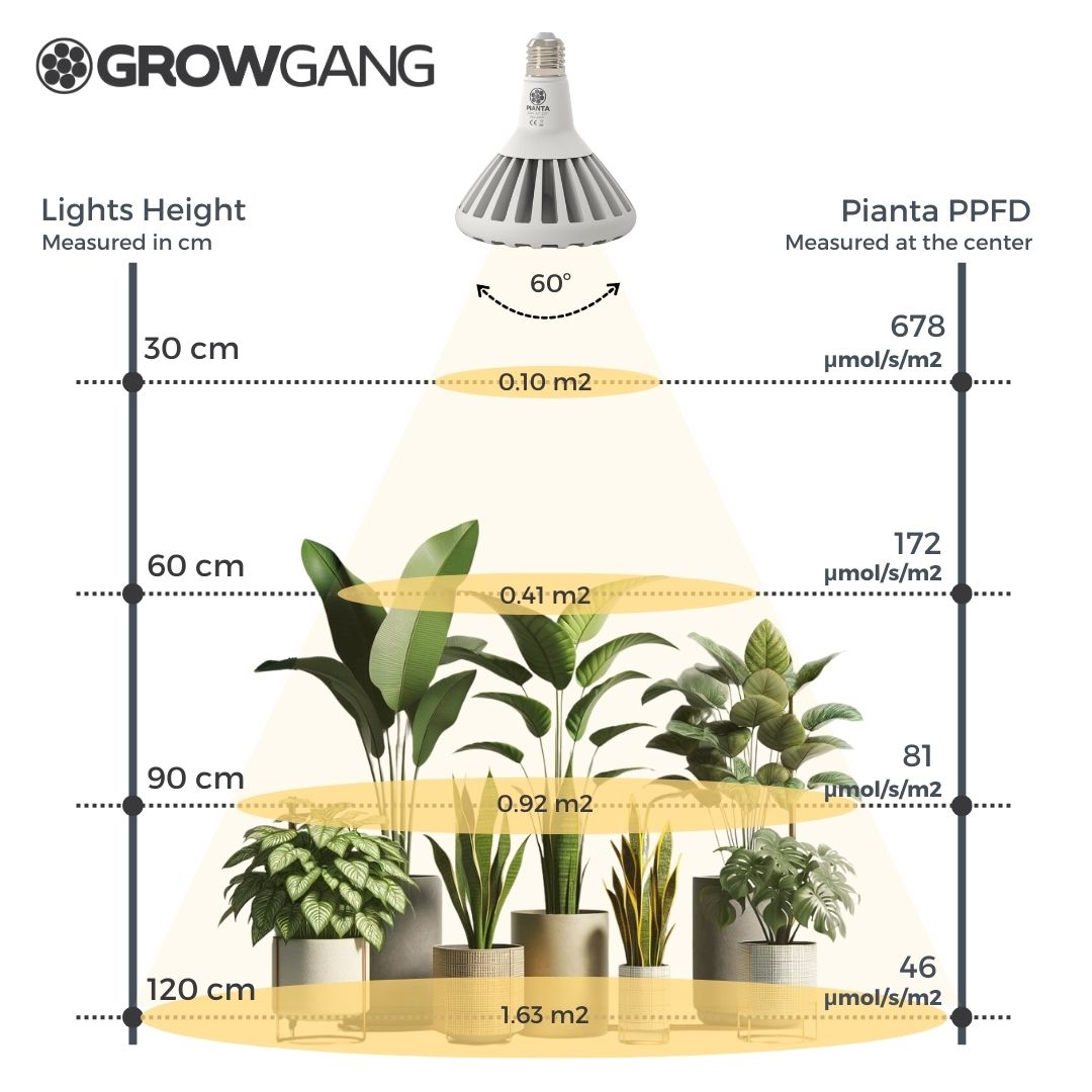 Maximising Growth: Understanding the Pianta 30 PPFD Chart – Grow Gang