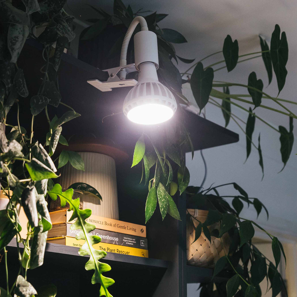 The Daily Light Integral (DLI) for growing plants – Grow Gang