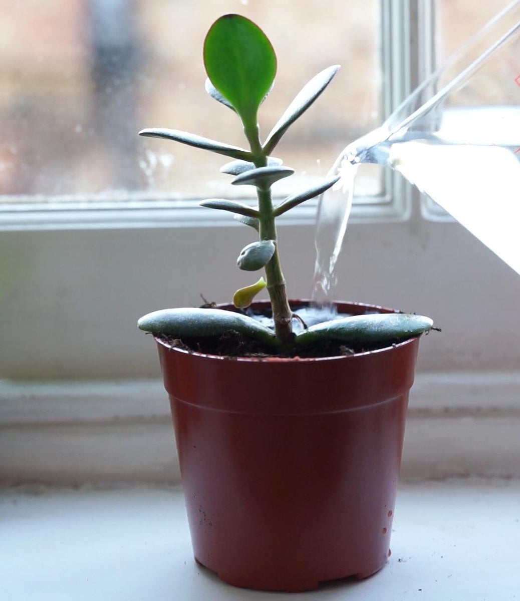 Multiply your plants for free - How to take a plant cutting - Indoor G ...